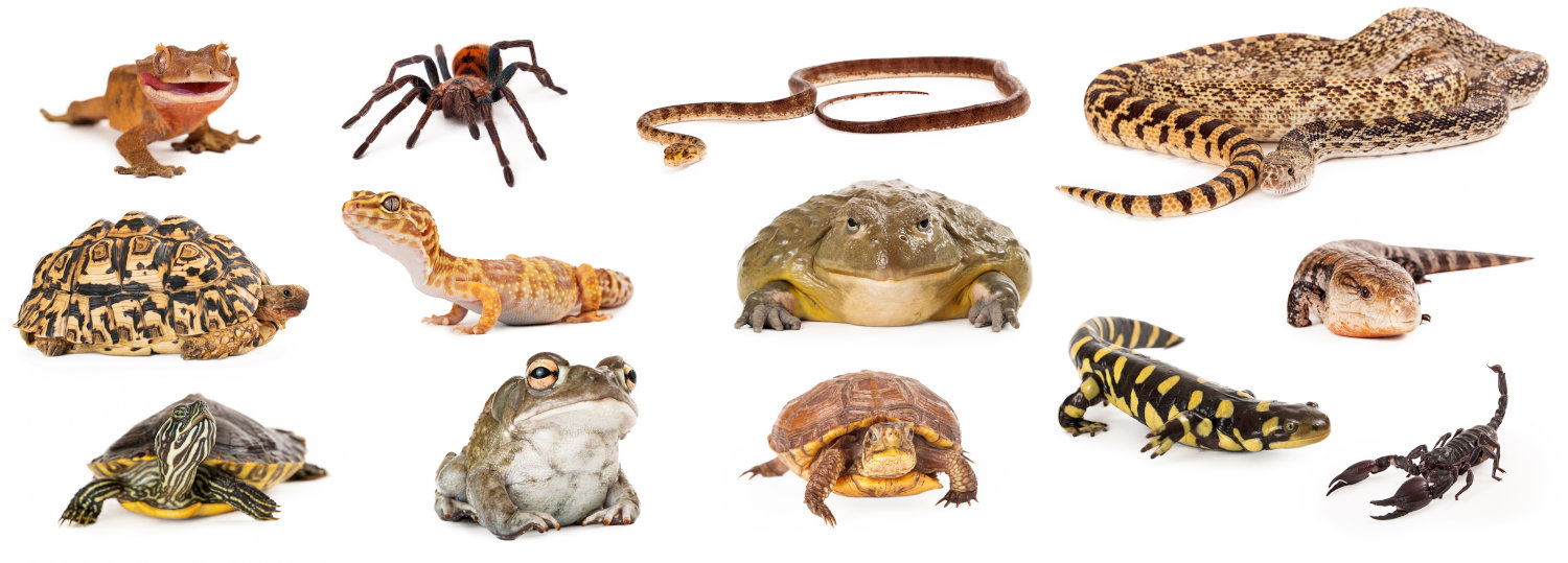 Haustier-Portal.de: Der Haustierratgeber