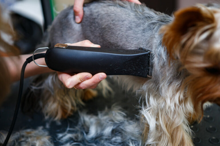 Anleitung Hunde scheren: So geht’s richtig