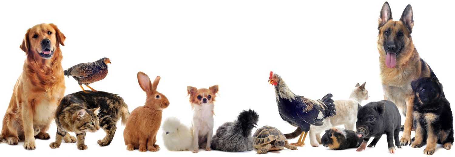 Haustier-Portal.de: Der Haustierratgeber