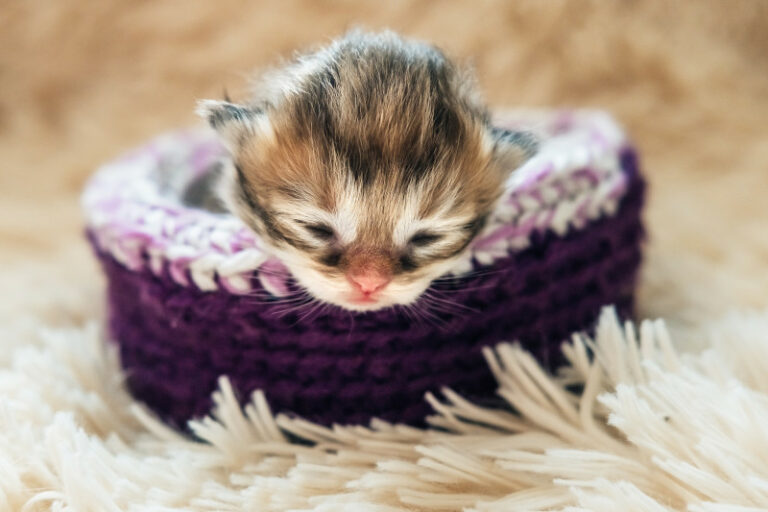 35 faszinierende, süße und lustige Katzenbilder