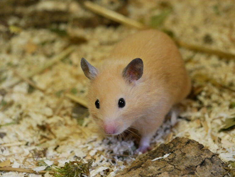 Goldhamster im Porträt: Steckbrief, Haltung und Besonderheiten