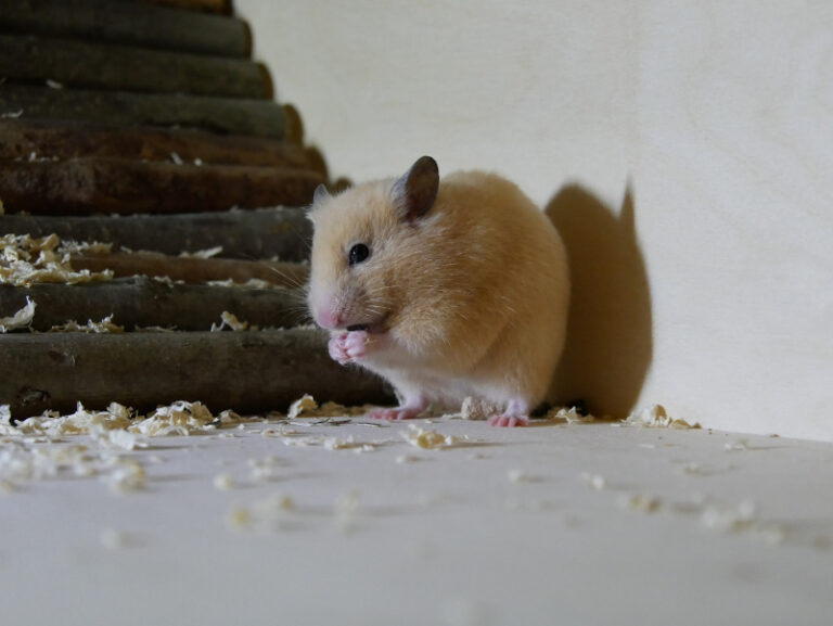 Goldhamster im Porträt: Steckbrief, Haltung und Besonderheiten