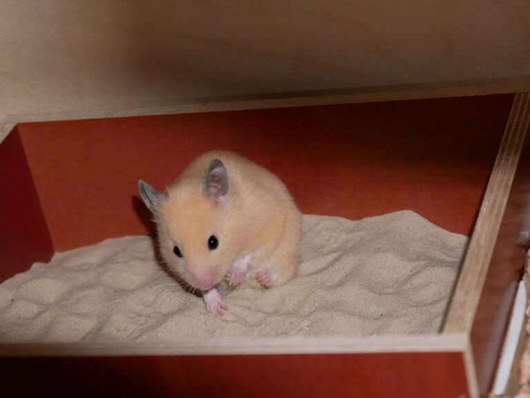 Goldhamster im Porträt: Steckbrief, Haltung und Besonderheiten