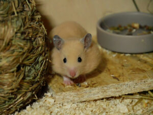 Goldhamster im Porträt: Steckbrief, Haltung und Besonderheiten