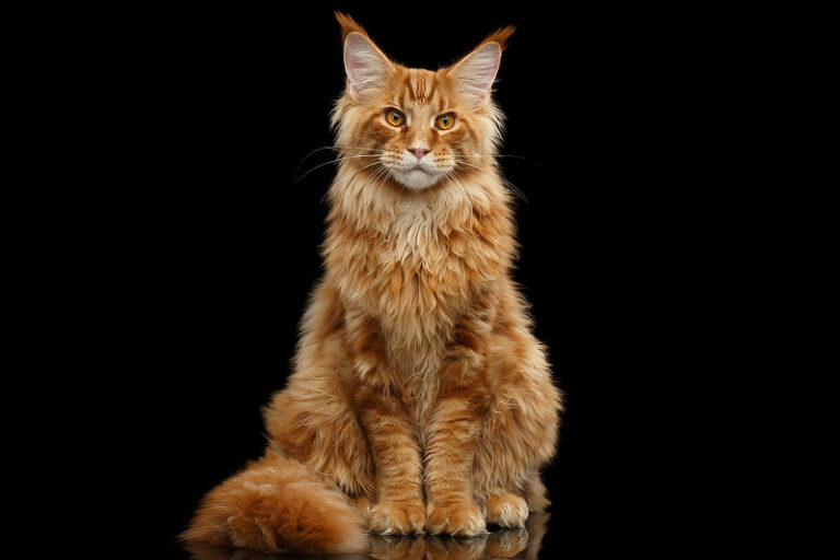 Maine Coon Katze im Rasseporträt