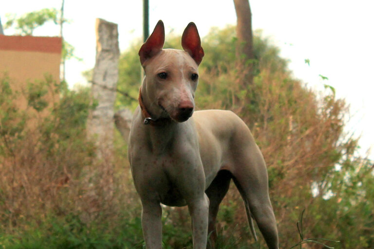 Nackthunde: 9 Hunderassen ohne Fell im Überblick mit Bildern