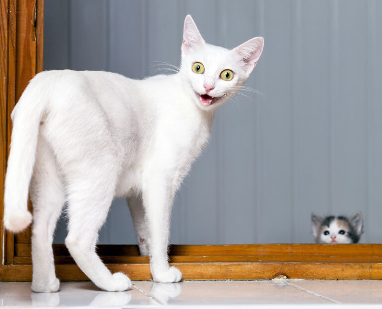 35 faszinierende, süße und lustige Katzenbilder