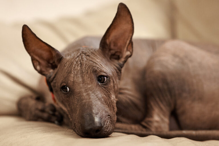 Nackthunde: 9 Hunderassen ohne Fell im Überblick mit Bildern