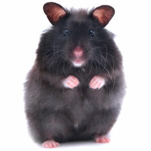 Goldhamster im Porträt: Steckbrief, Haltung und Besonderheiten