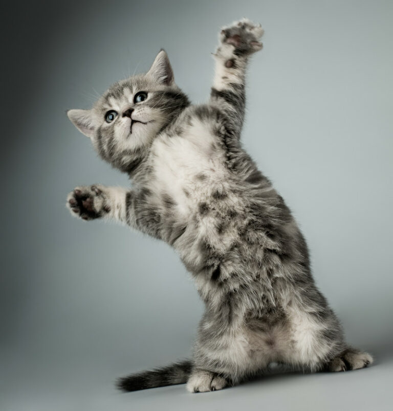 35 faszinierende, süße und lustige Katzenbilder