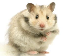 Teddyhamster als Haustier halten