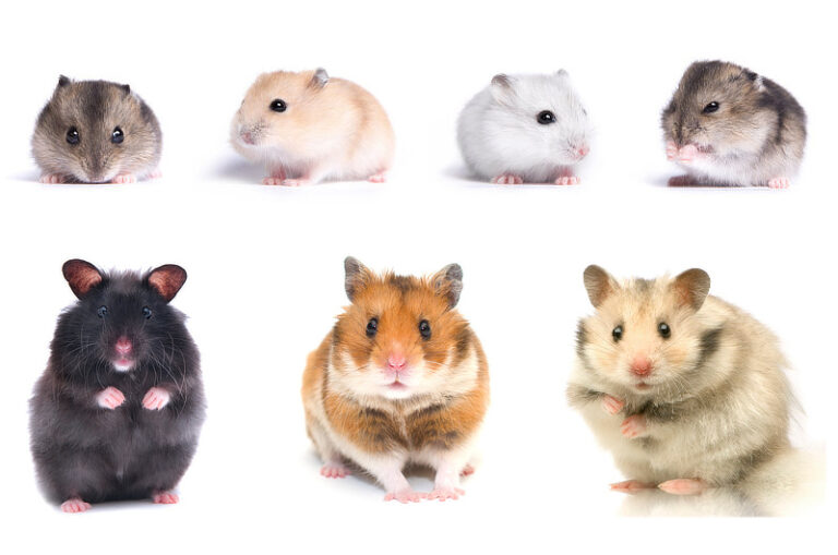 Hamster als Haustier: Wissenswertes über Hamster