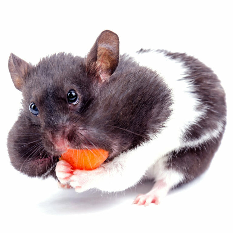 Goldhamster im Porträt: Steckbrief, Haltung und Besonderheiten